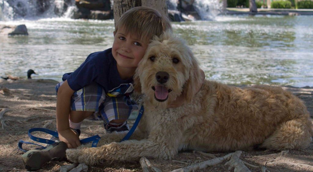 Adult Goldendoodles & Bernedoodles | Sunshine Doodles Las Vegas