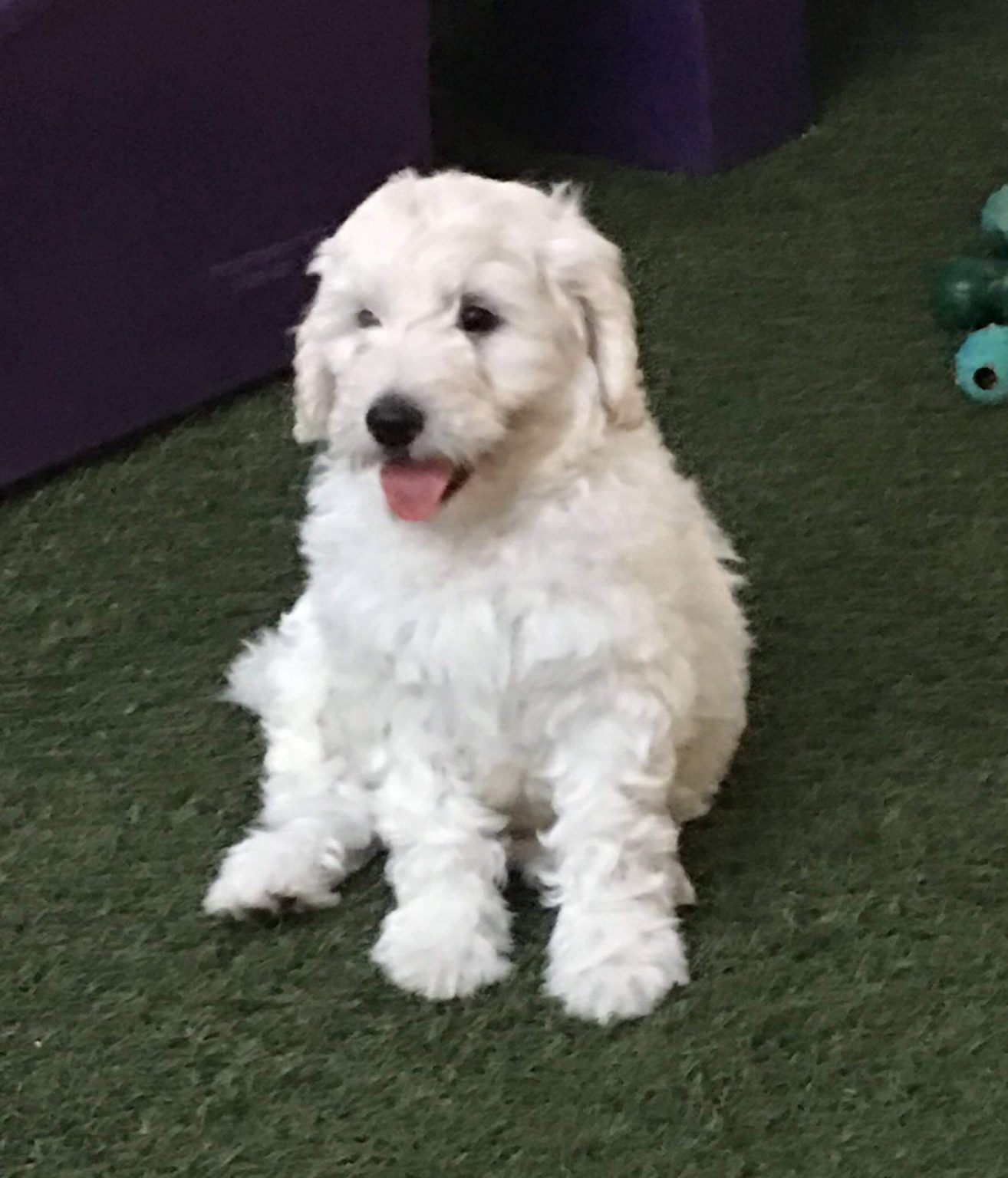 Oh How They've Grown - Sunshine Doodles