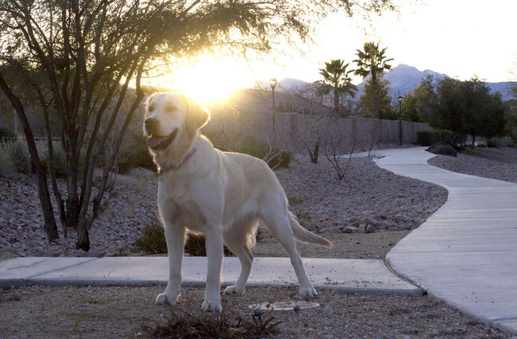 Meet Our Goldendoodle & Bernedoodle Parents | Sunshine Doodles