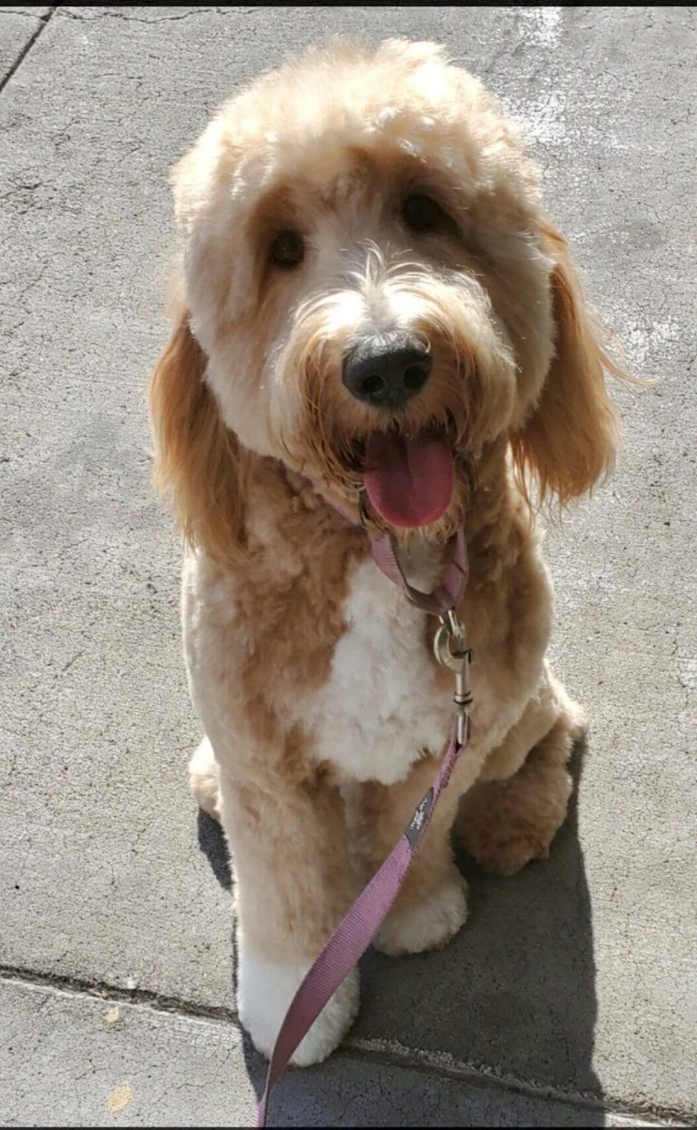 Meet Our Goldendoodle & Bernedoodle Parents | Sunshine Doodles