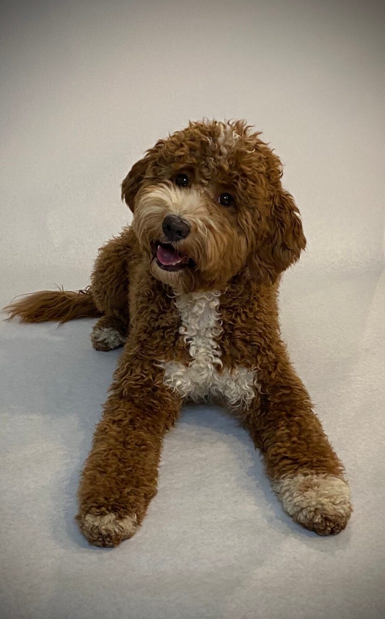 Meet Our Goldendoodle & Bernedoodle Parents | Sunshine Doodles