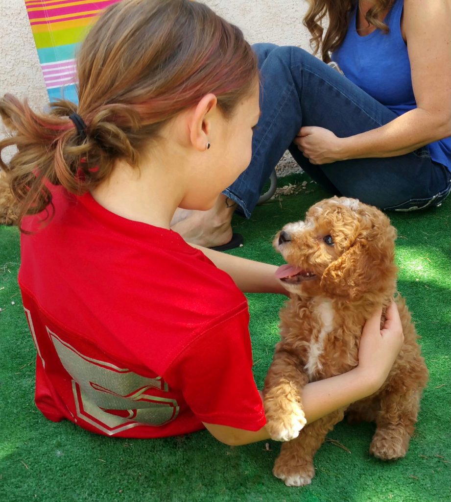Goldendoodle & Bernedoodle Puppies | Sunshine Doodles Las Vegas
