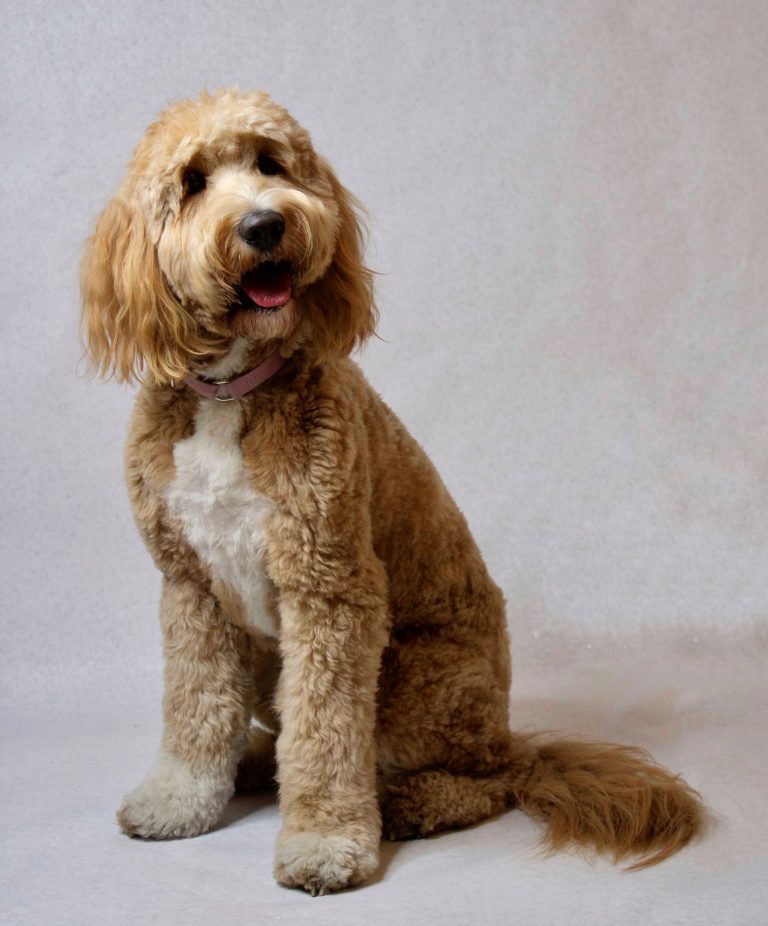 Goldendoodle & Bernedoodle Puppies | Sunshine Doodles Las Vegas