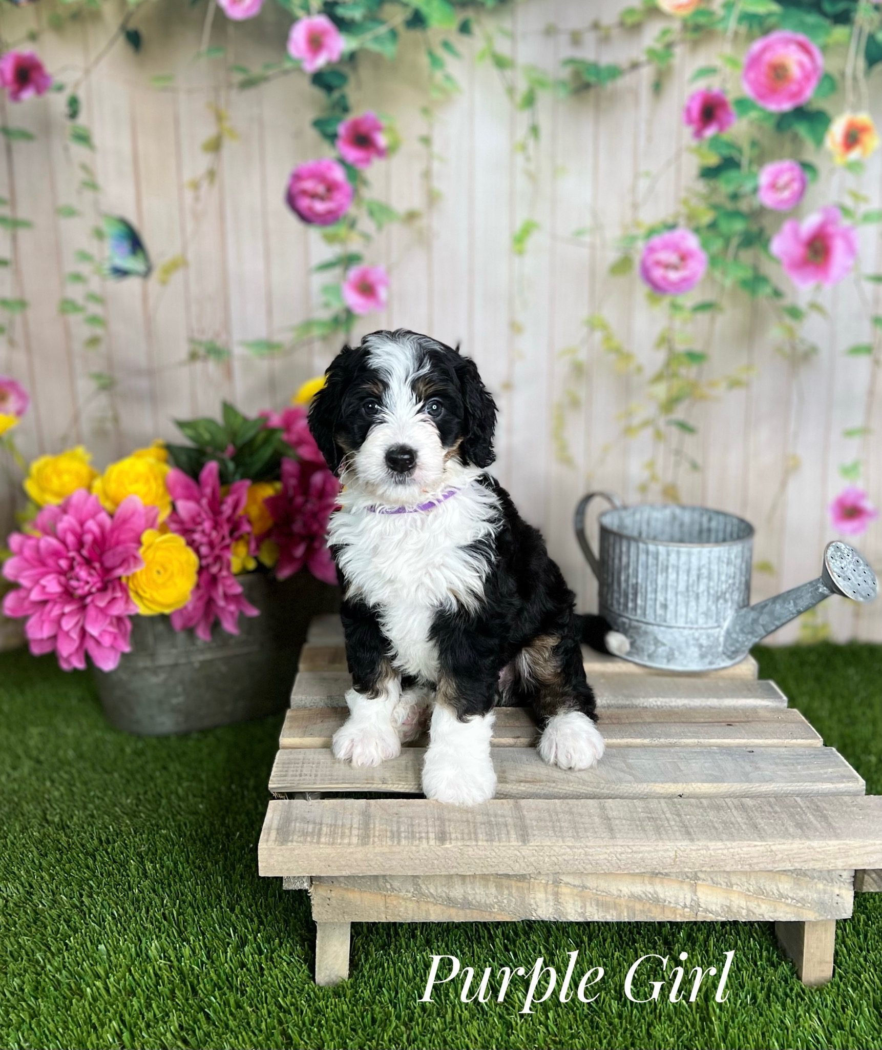 Available Puppies - Sunshine Doodles