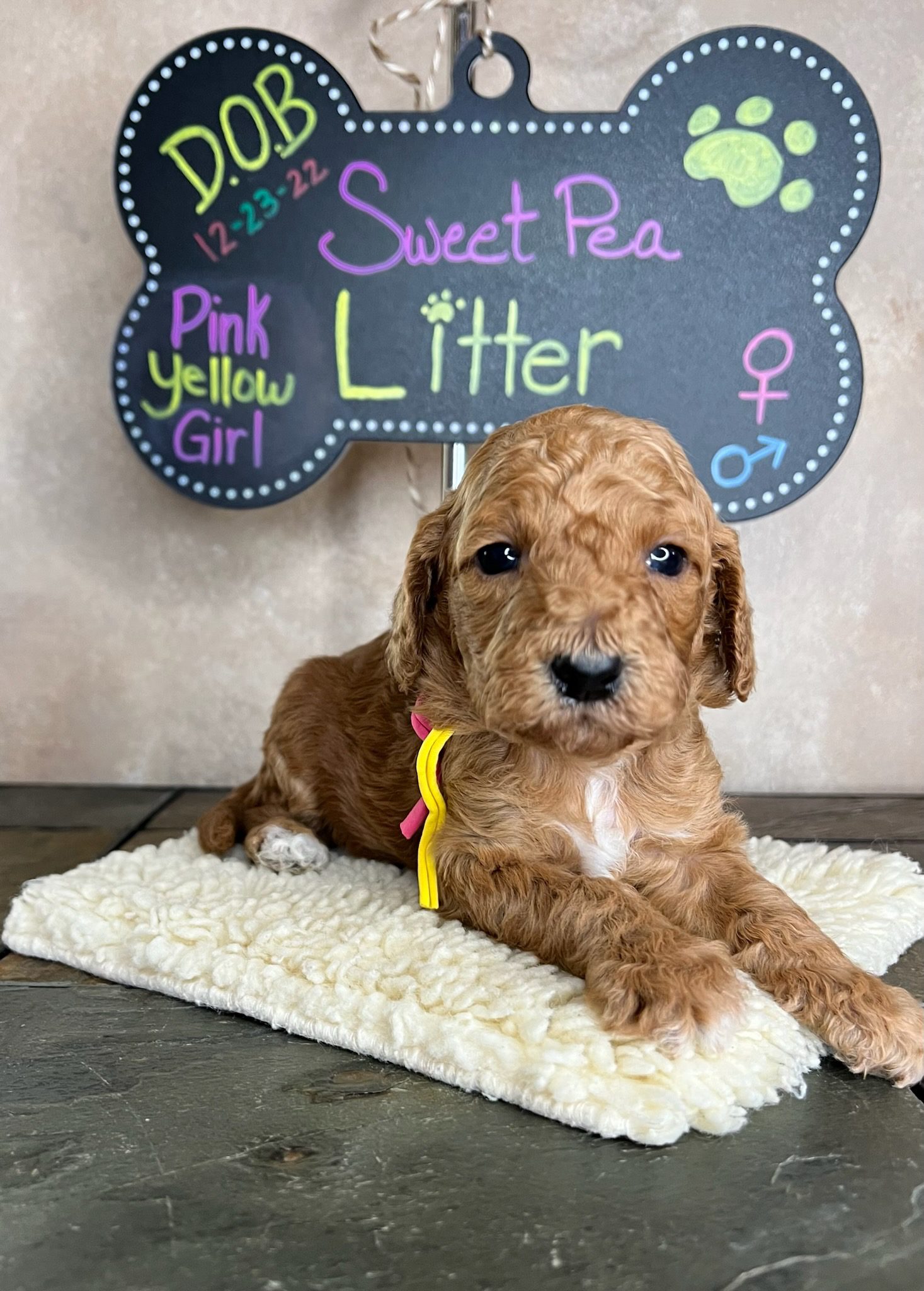 Available Puppies - Sunshine Doodles