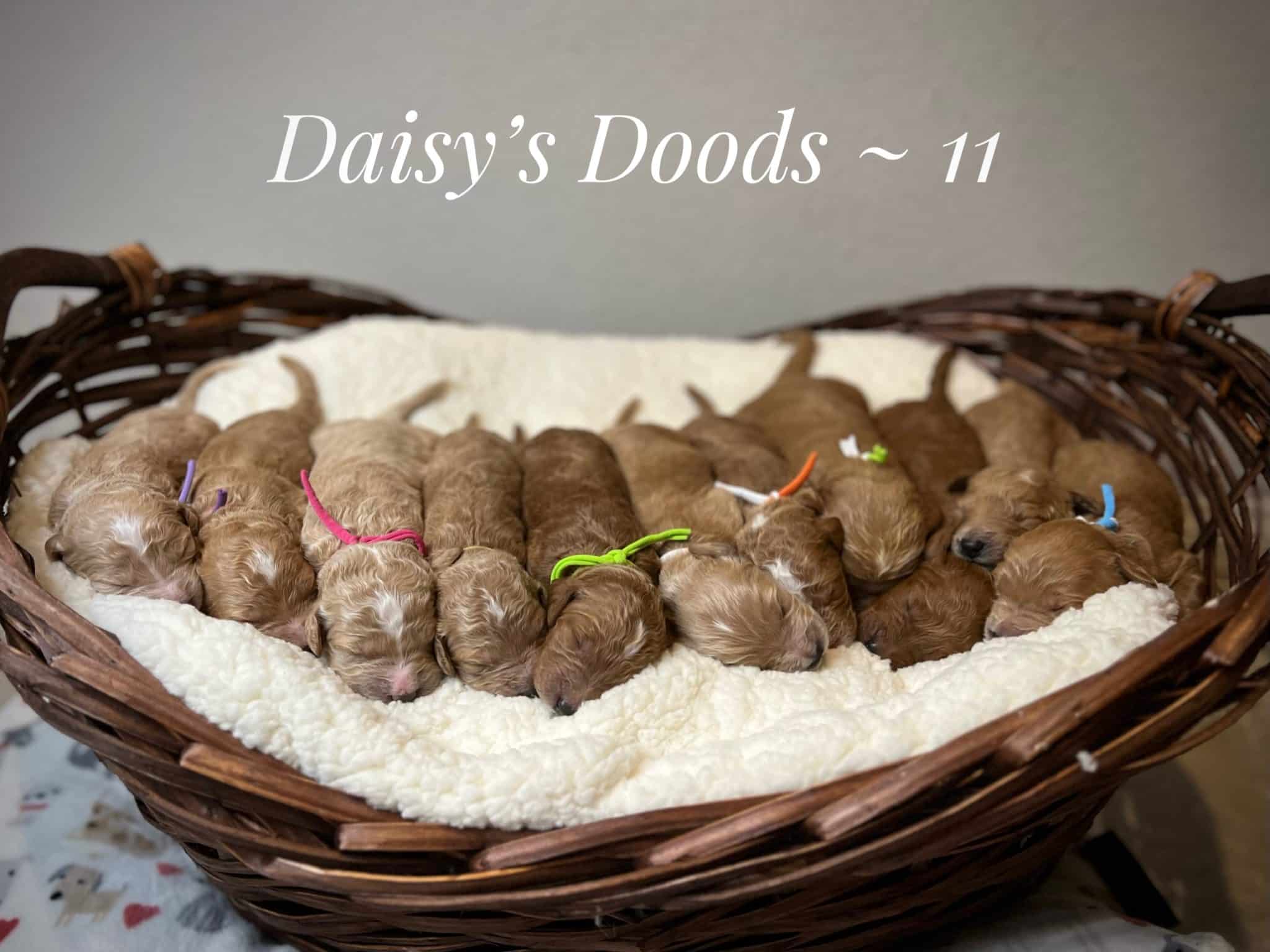 Available Puppies - Sunshine Doodles