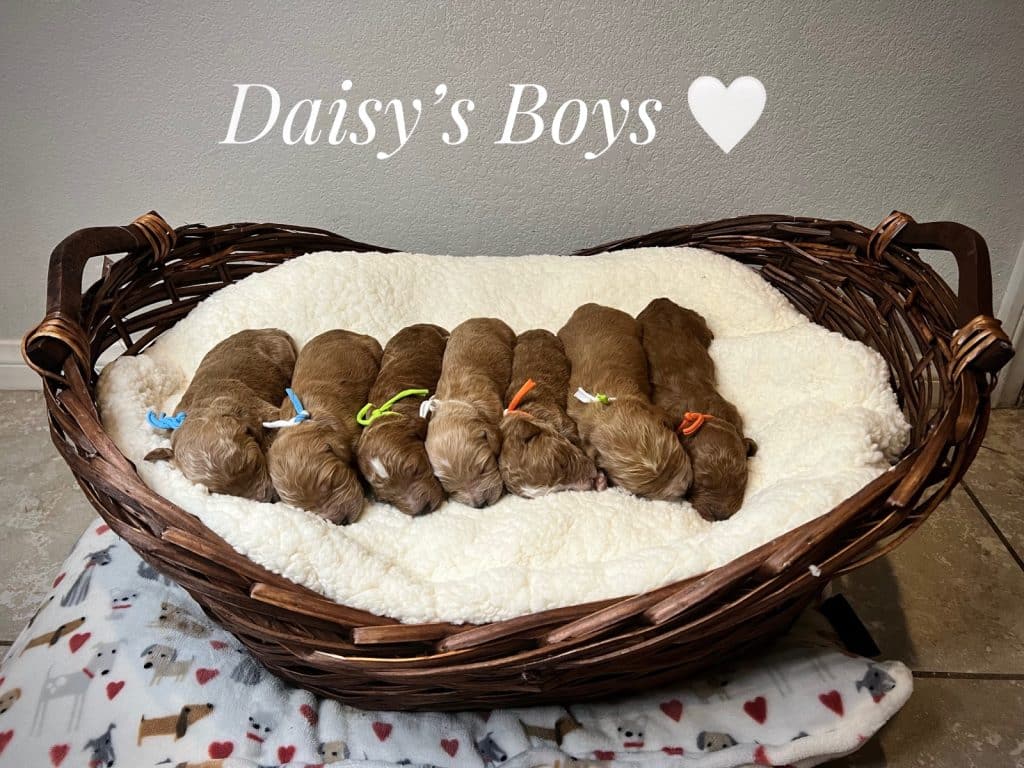 Available Puppies - Sunshine Doodles