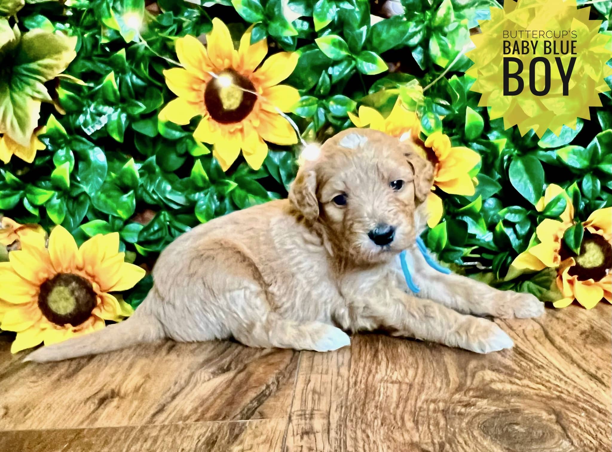 Available Puppies - Sunshine Doodles