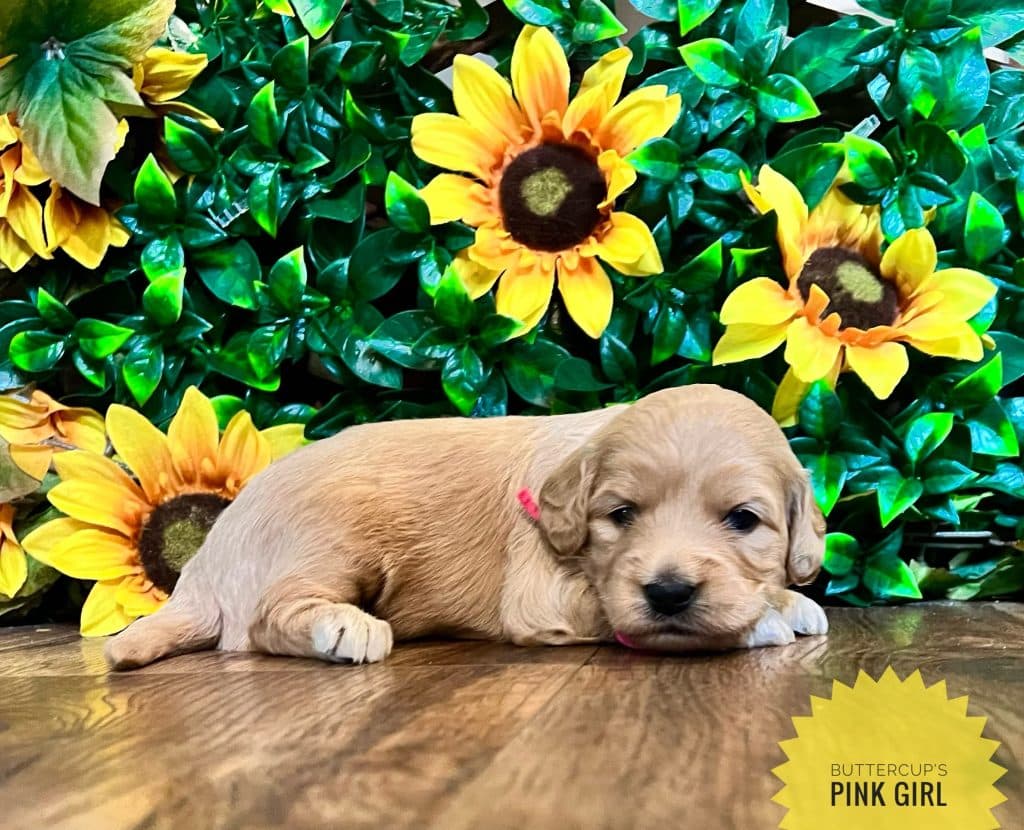 Available Puppies - Sunshine Doodles