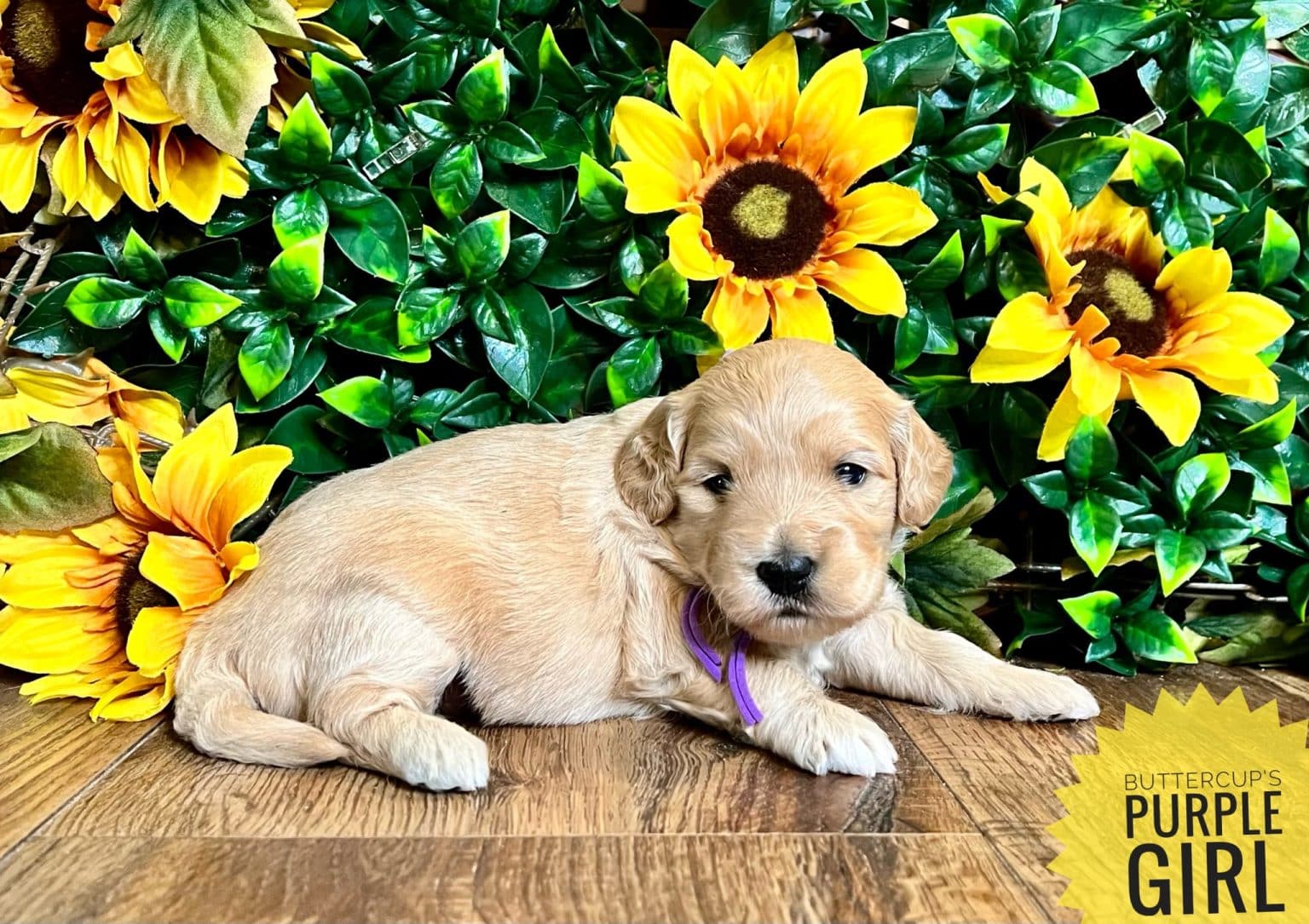 Available Puppies - Sunshine Doodles