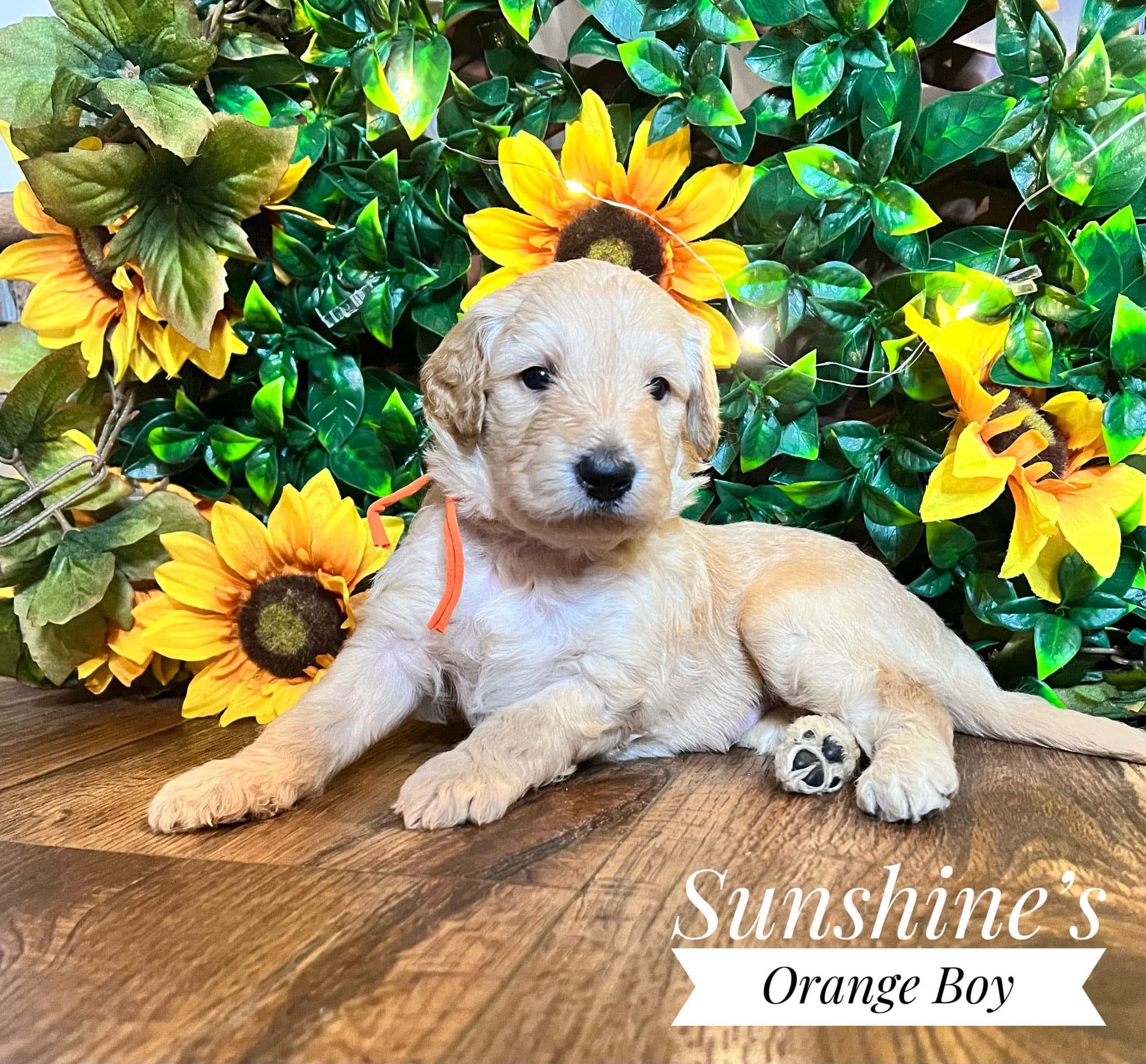 Available Puppies - Sunshine Doodles