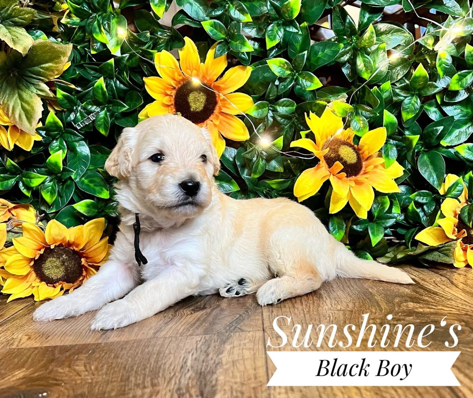 Available Puppies - Sunshine Doodles