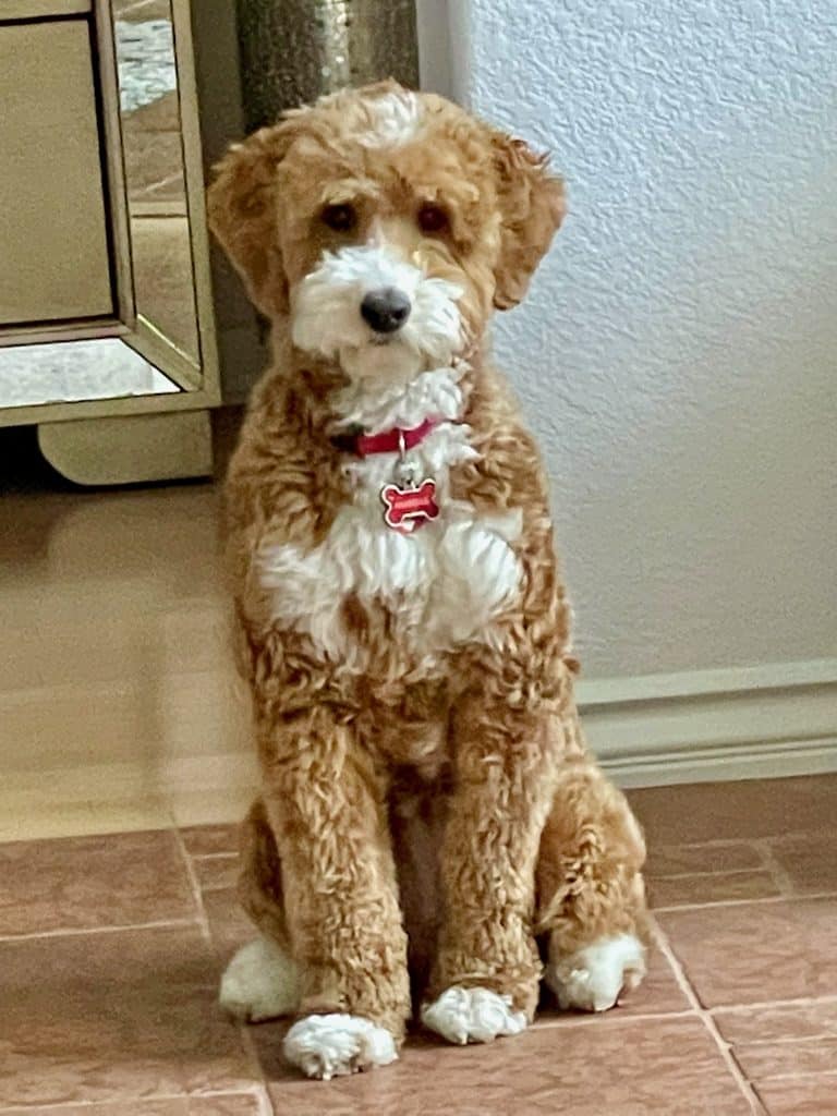 Meet Our Goldendoodle & Bernedoodle Parents | Sunshine Doodles