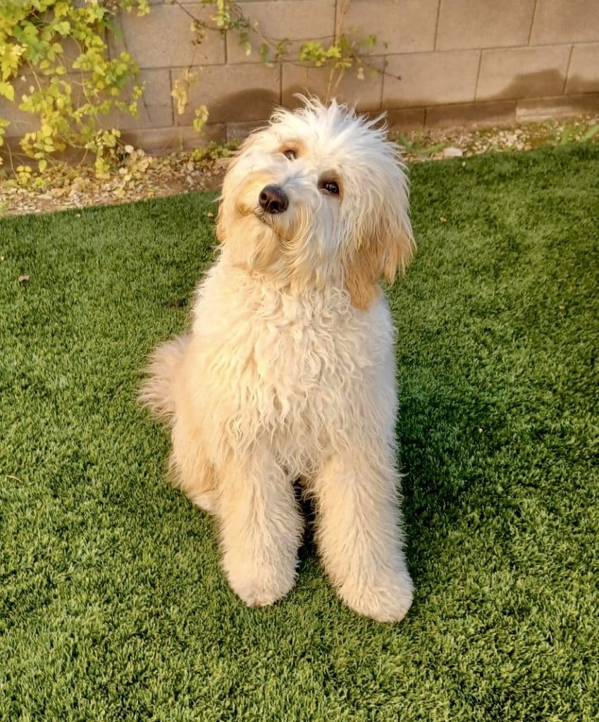 Meet Our Goldendoodle & Bernedoodle Parents | Sunshine Doodles