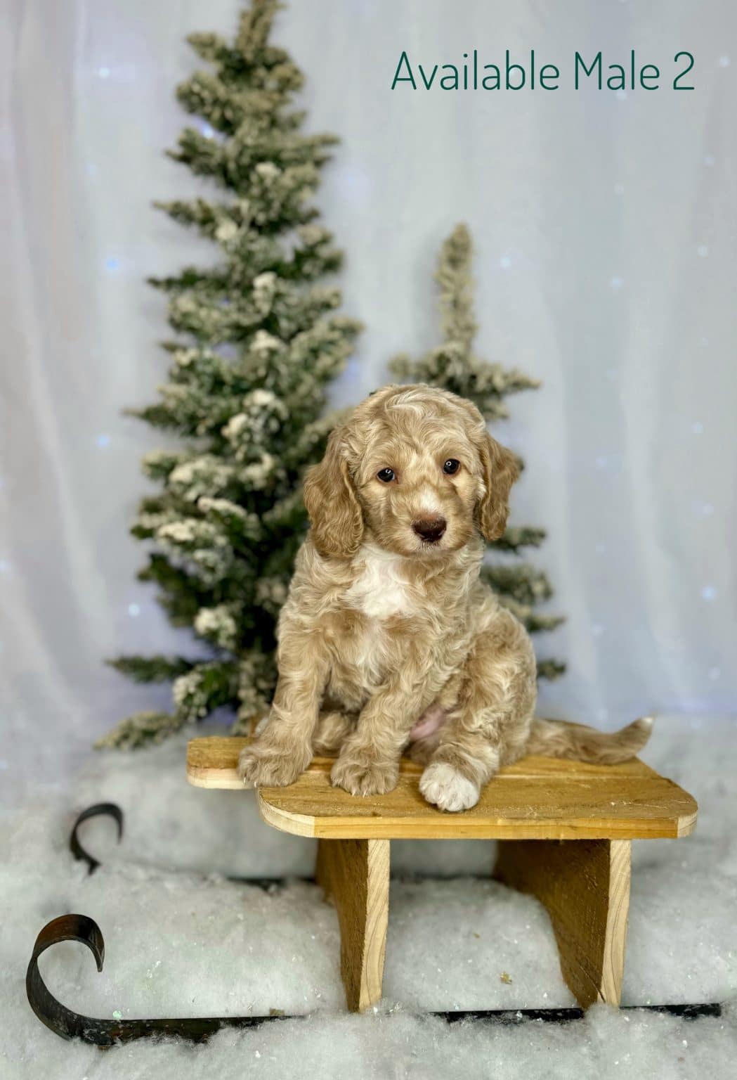 Available Puppies - Sunshine Doodles