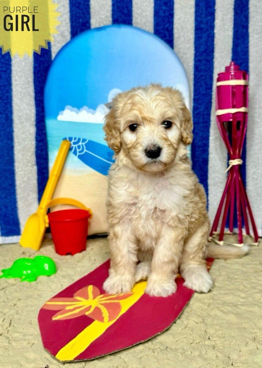 Available Puppies - Sunshine Doodles